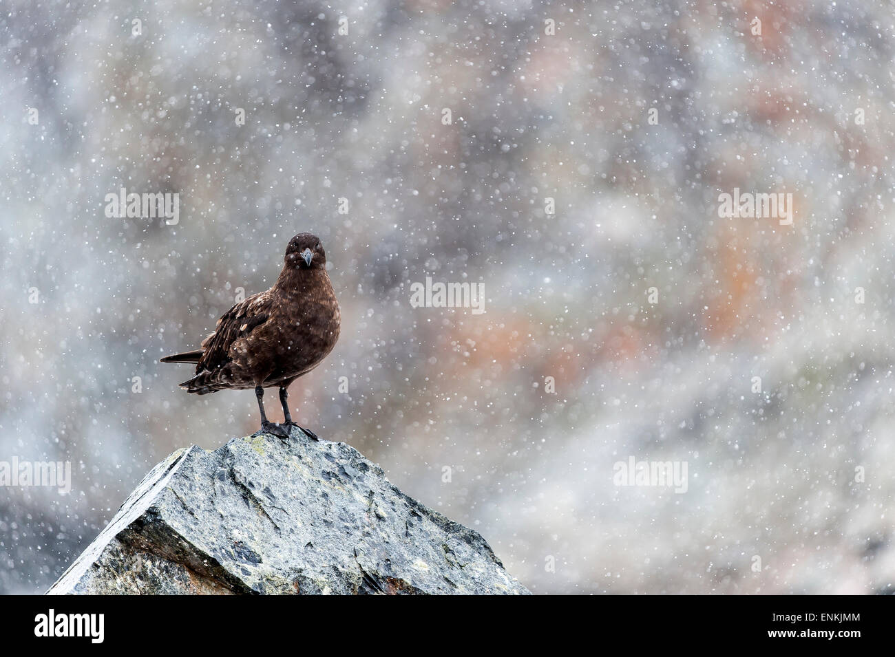 Brown skua (Stercorarius antarcticus) on rock Cuverville Island Antarctic Peninsula Antarctica ...