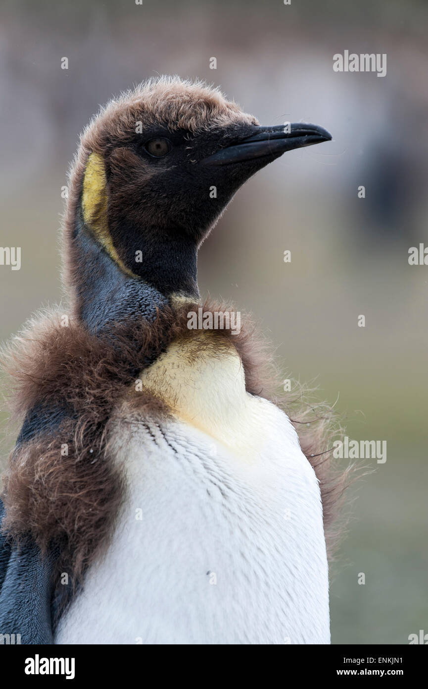 King penguin moulting hi-res stock photography and images - Alamy
