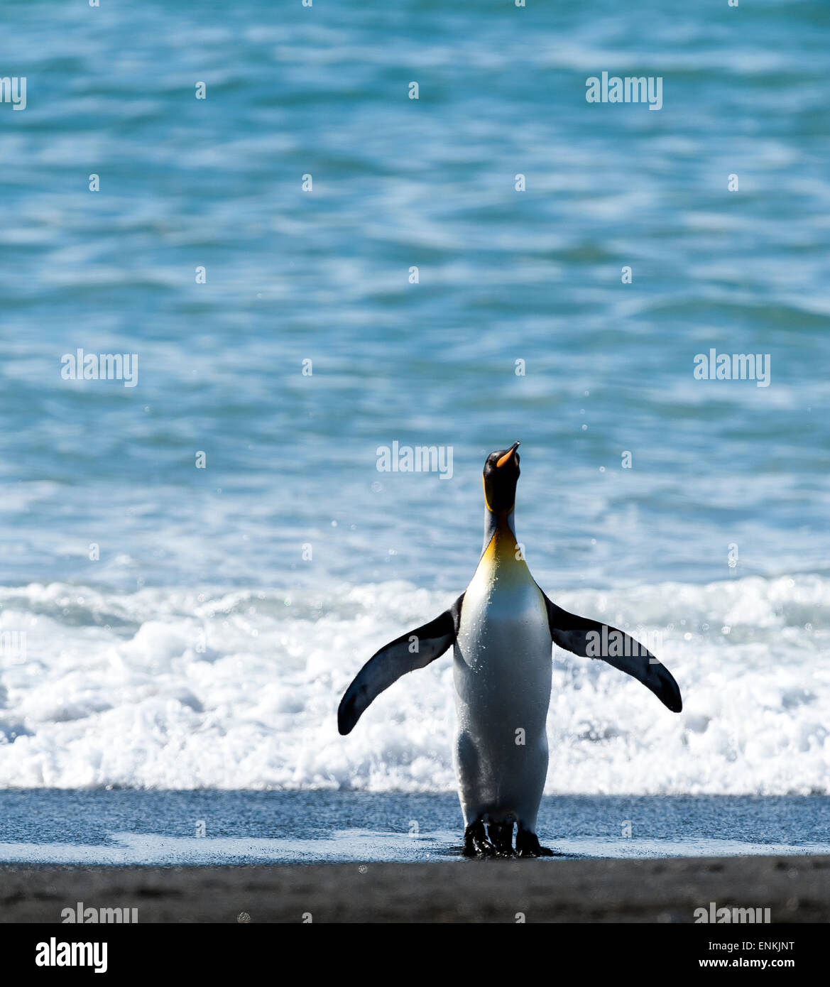 King penguin stretching on the beach (Aptenodytes patagonicus) Gold ...