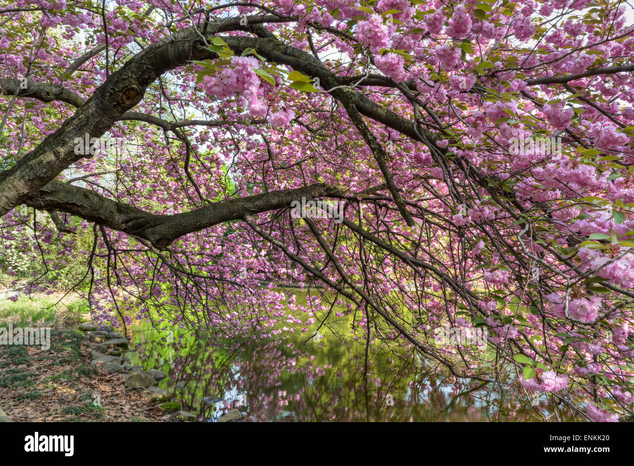 Cherry Tree branches in full bloom dipping in the pond at the Japanese ...