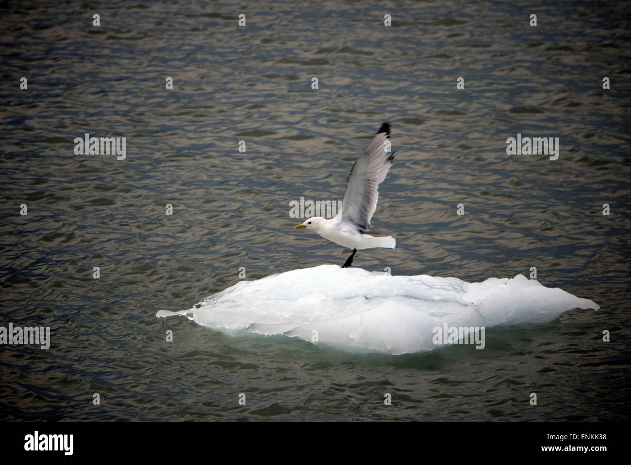 Seagull over an ice in the Margerie Glacier and Mount Fairweather in ...
