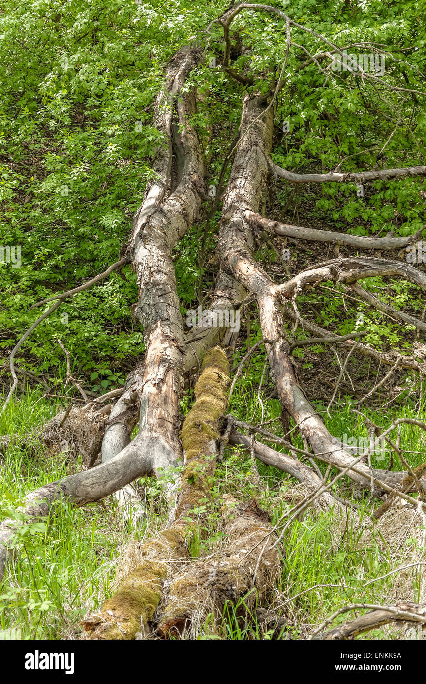 Warsaw tree hi-res stock photography and images - Alamy