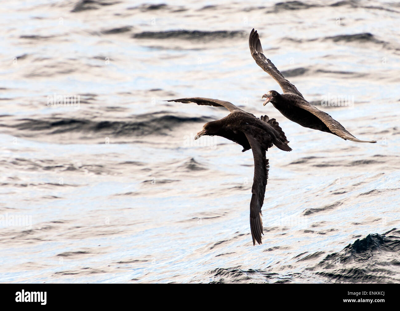 Two southern giant petrels (Macronectes giganteus) or Antarctic giant ...