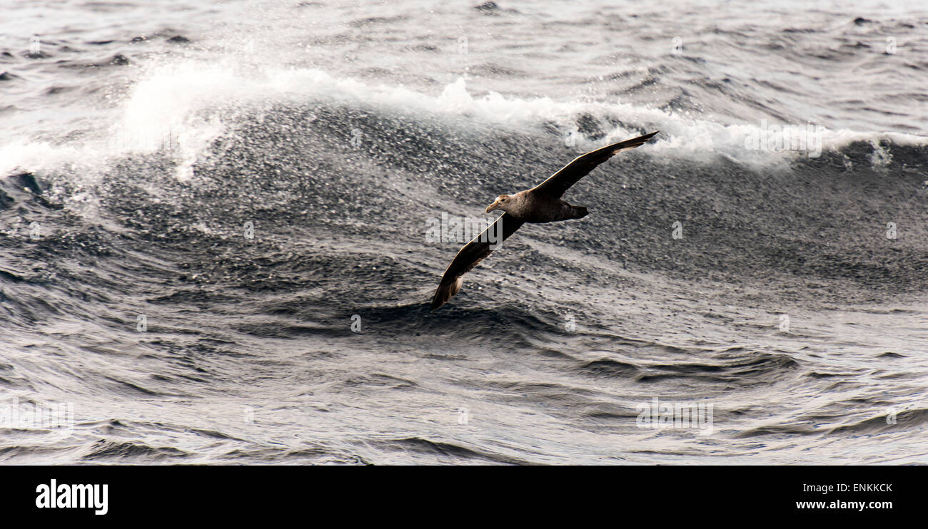 Southern giant petrel (Macronectes giganteus) or Antarctic giant petrel ...