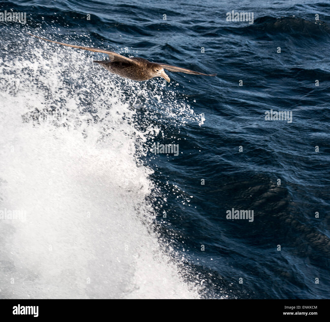 Southern giant petrel (Macronectes giganteus) or Antarctic giant petrel ...