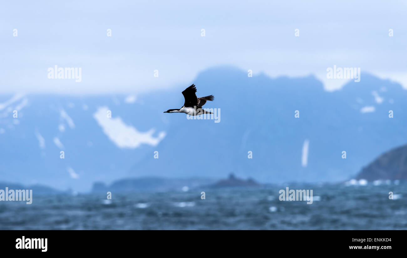 Shag bird hi-res stock photography and images - Alamy