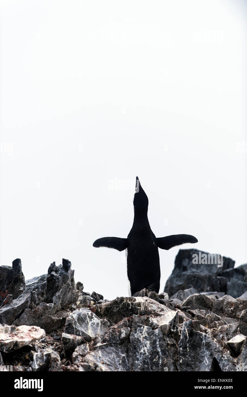 Chinstrap penguin (Pygoscelis antarctica) stretching Half Moon island ...