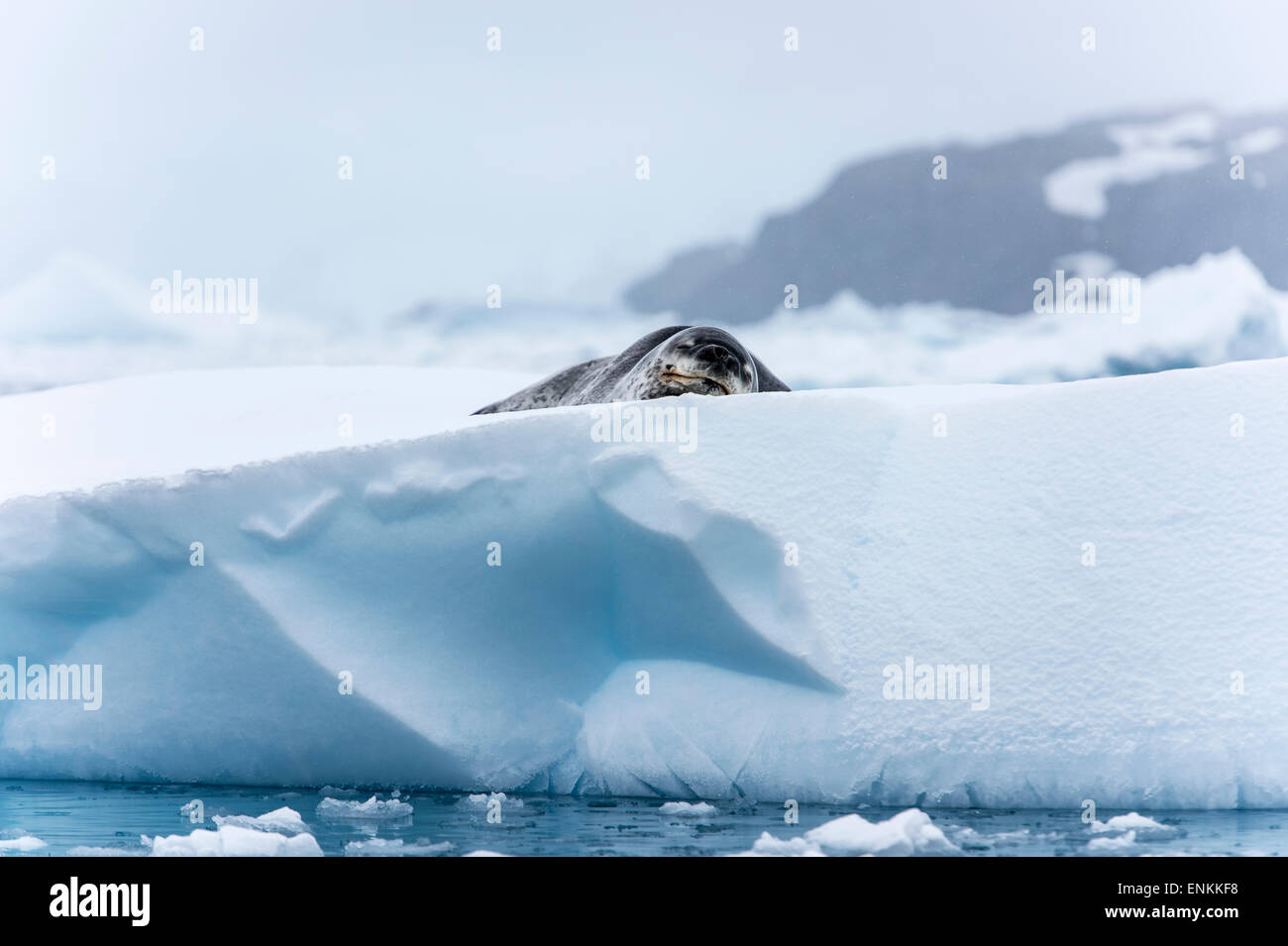 Sea leopard hi-res stock photography and images - Alamy