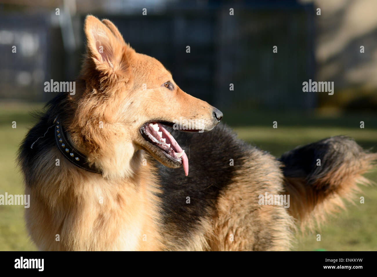 German Shepherd dog looking behind Stock Photo - Alamy