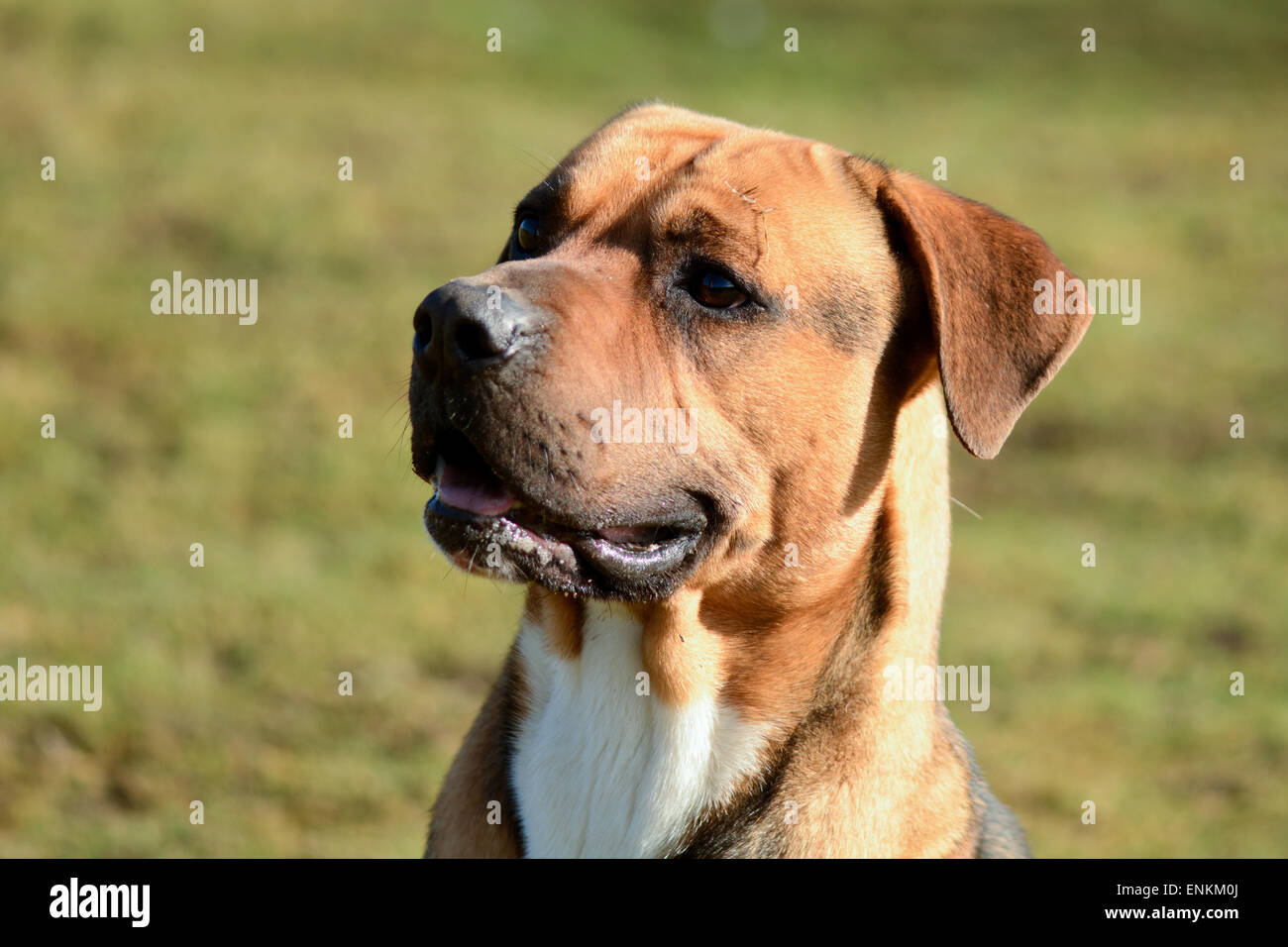 Crossbreed dog portrait in park Stock Photo - Alamy