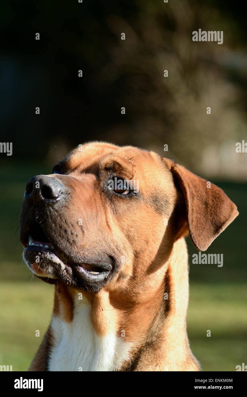 Crossbreed dog portrait in park Stock Photo - Alamy