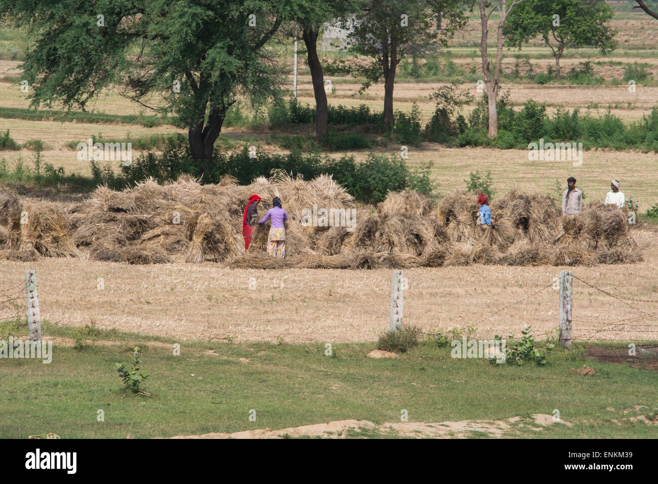 India countryside hi-res stock photography and images - Alamy