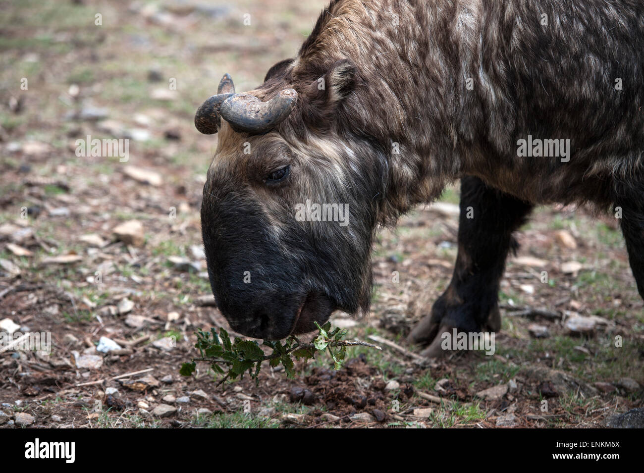 Bhutan national animal Takin (Budorcas taxicolor) national animal at ...