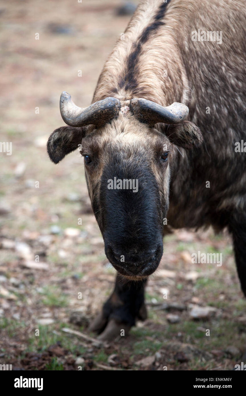 Bhutan national animal Takin (Budorcas taxicolor) national animal at ...