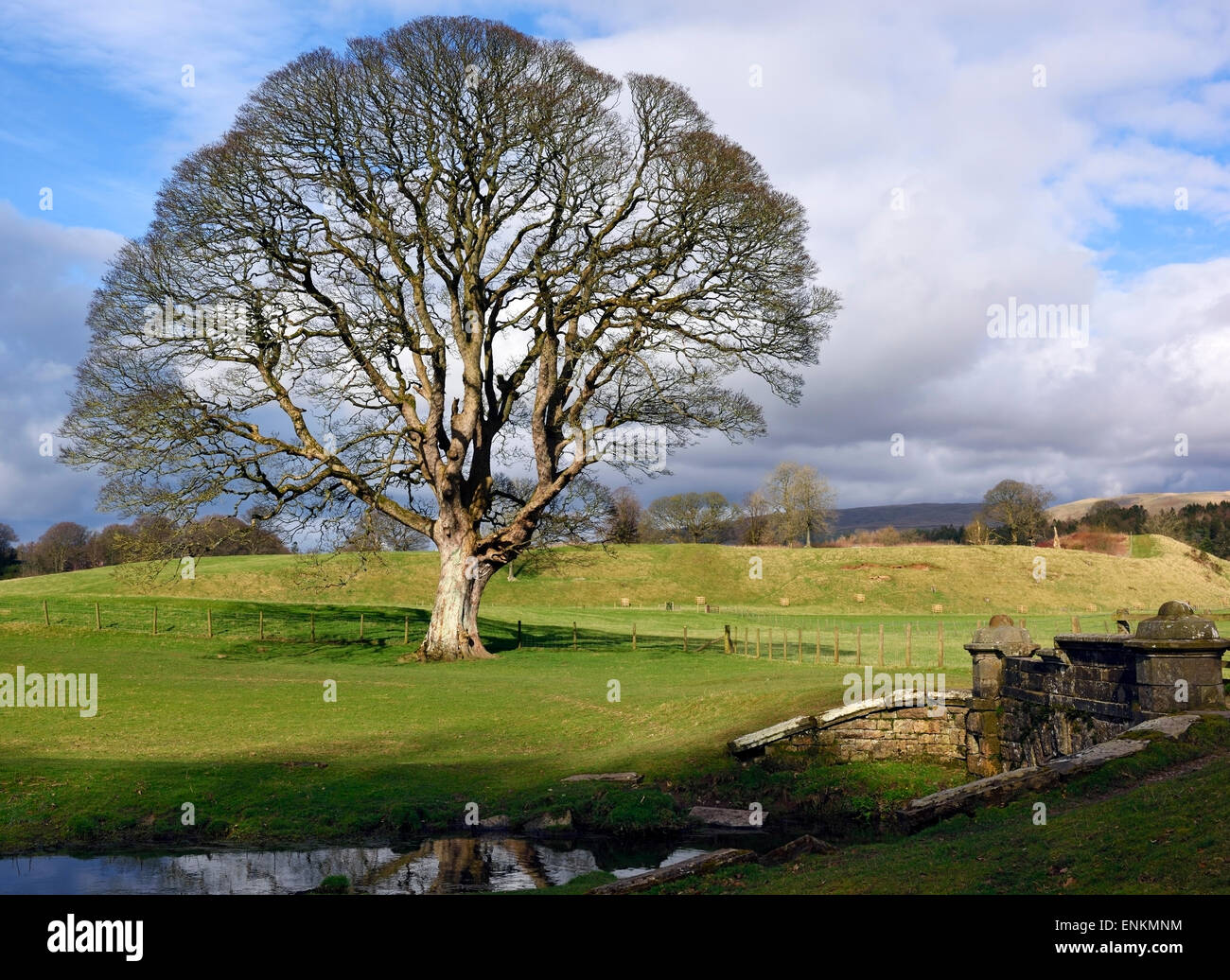 Deciduous tree branches hi-res stock photography and images - Alamy