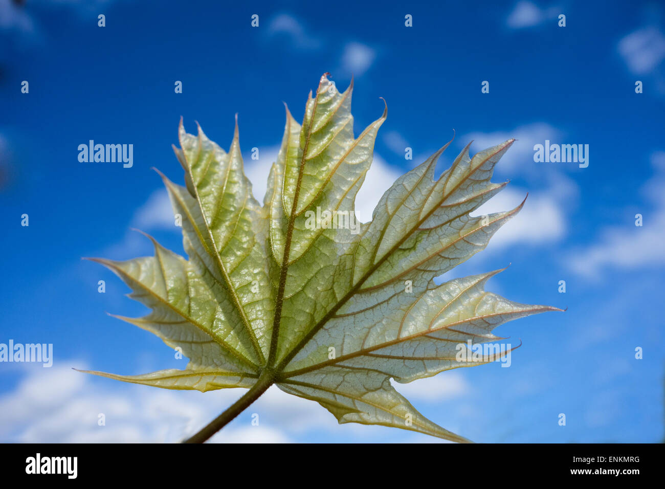 Spring maple leaf hi-res stock photography and images - Alamy
