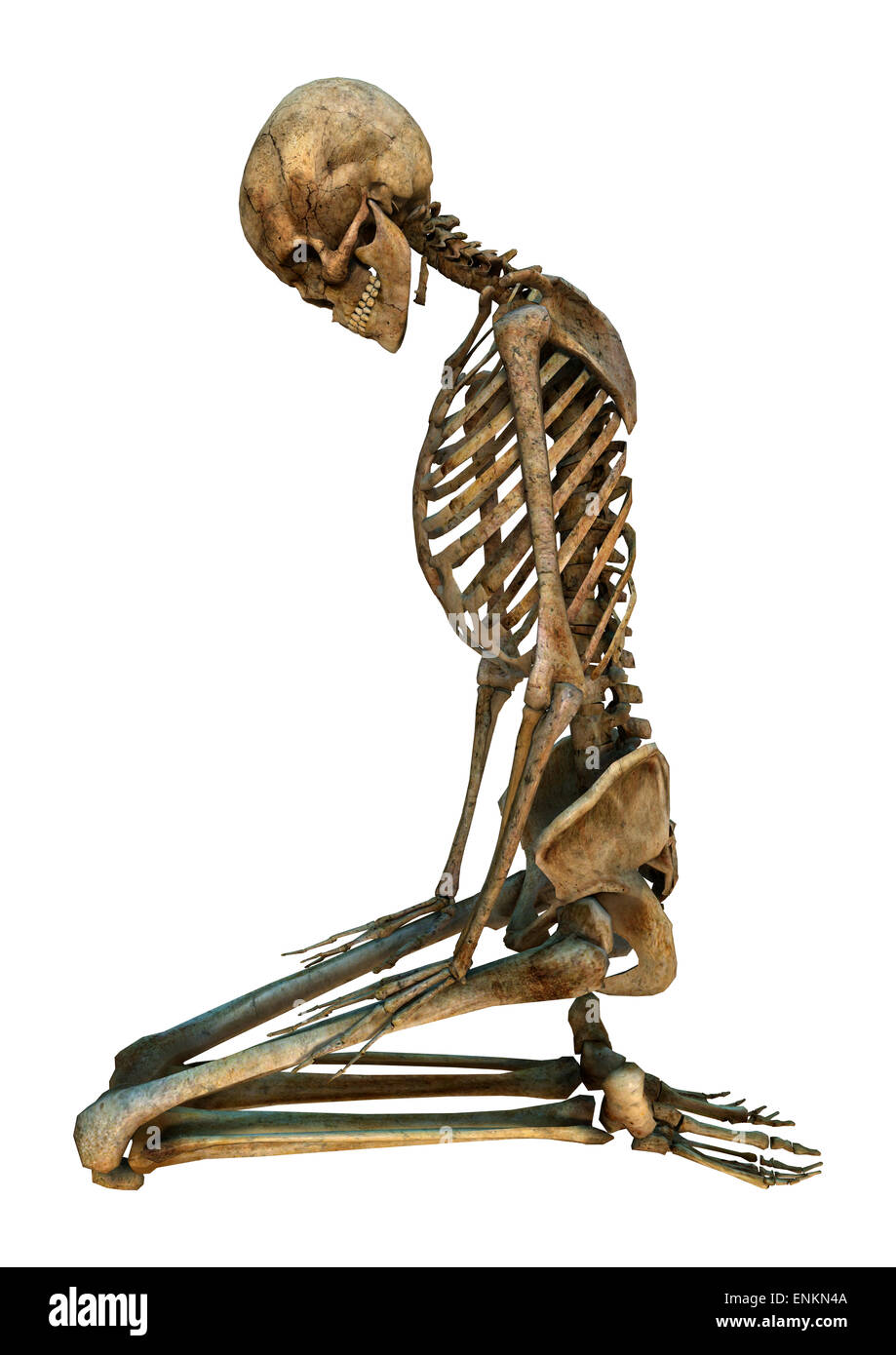 3D digital render of a human skeleton isolated on white background ...