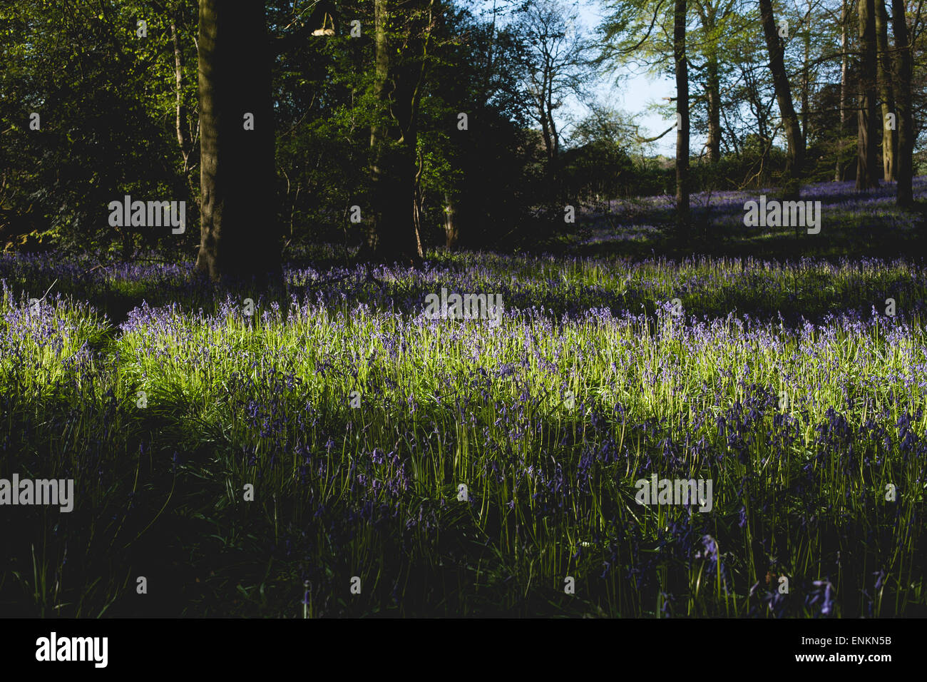Bluebells in a woodland setting Stock Photo - Alamy