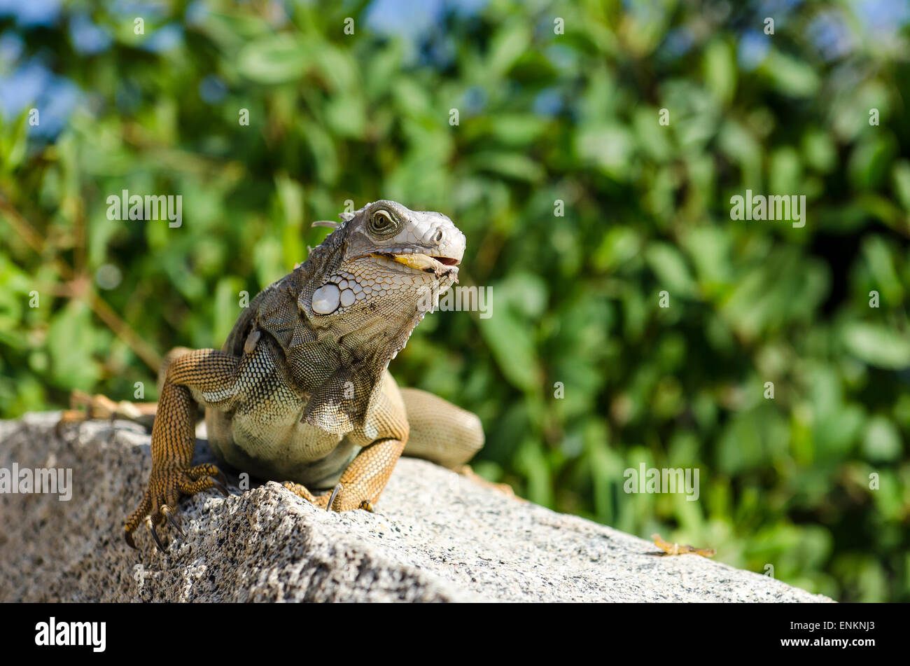 Green iguana or common iguana (Iguana iguana) feeding on rock Tayrona ...