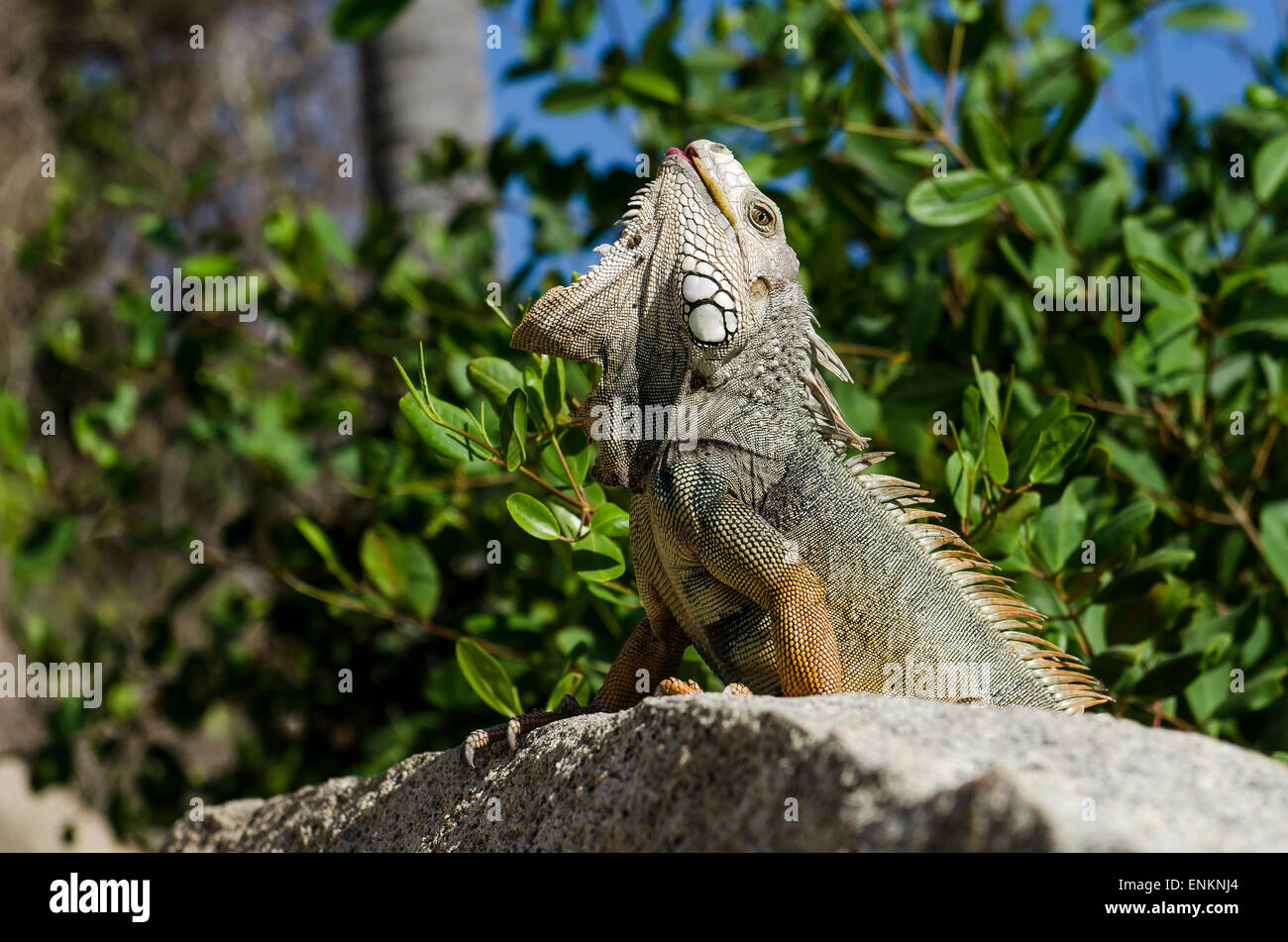 Green iguana or common iguana (Iguana iguana) on rock Tayrona National ...