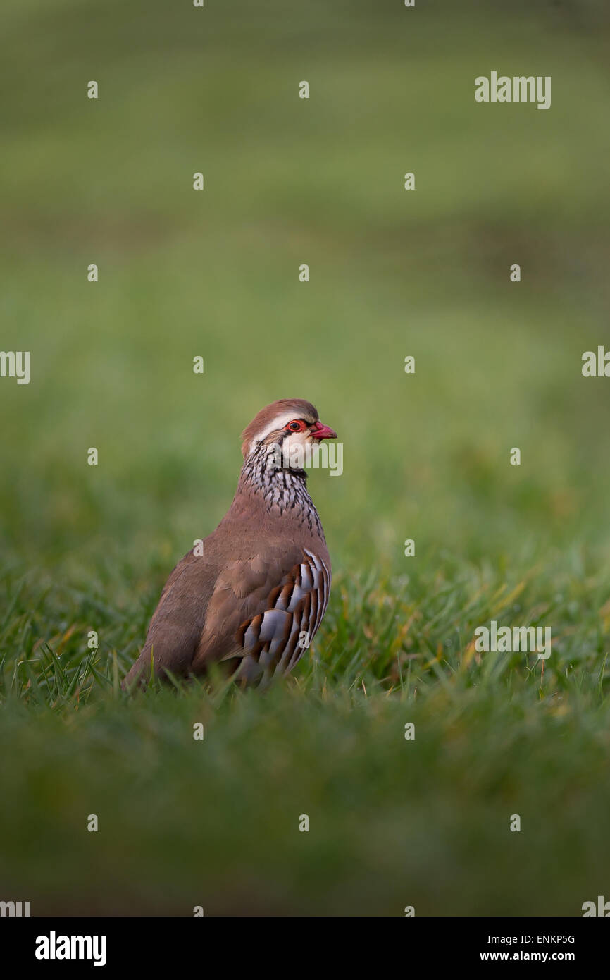 Partridge portrait hi-res stock photography and images - Alamy