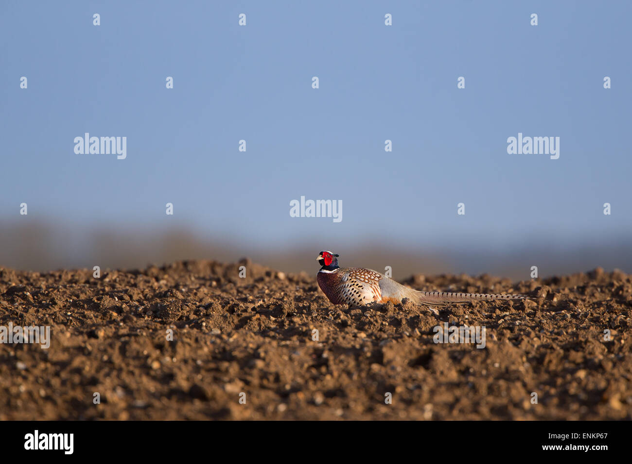 Pheasant keeping low Stock Photo - Alamy