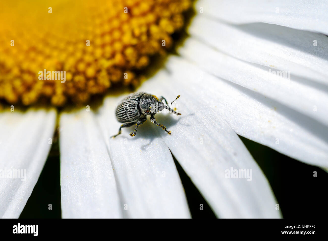 Weevil hi-res stock photography and images - Alamy