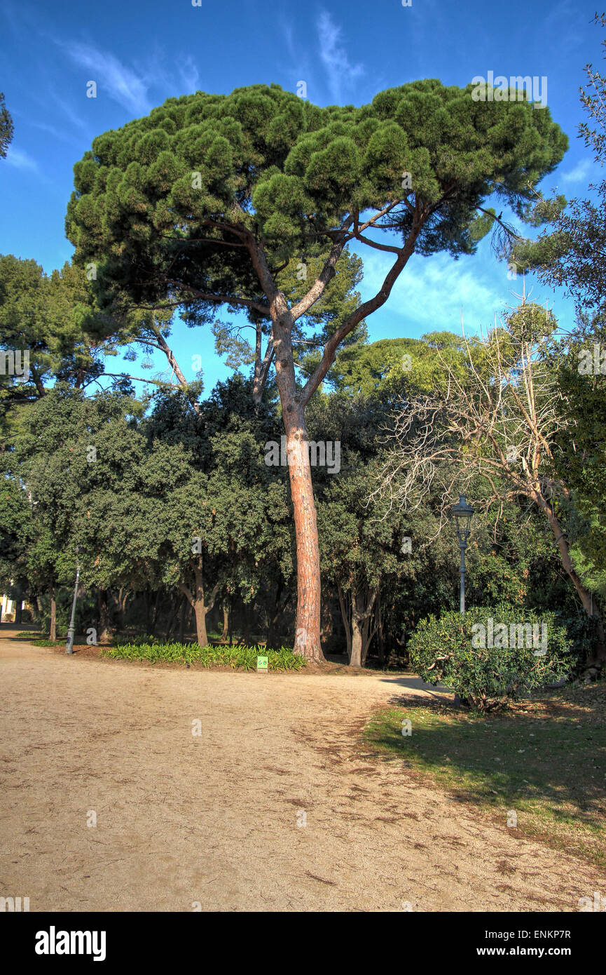 Tree in the park Stock Photo - Alamy