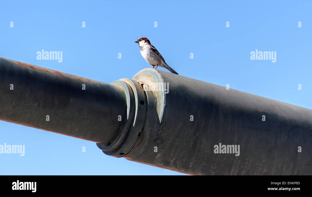 bird on tank's barrel Stock Photo - Alamy