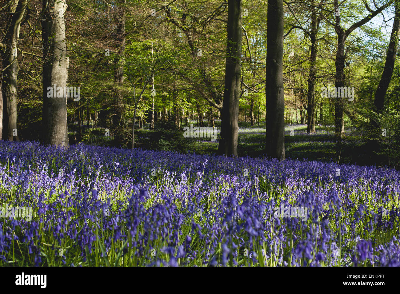 Bluebells in a woodland setting Stock Photo - Alamy