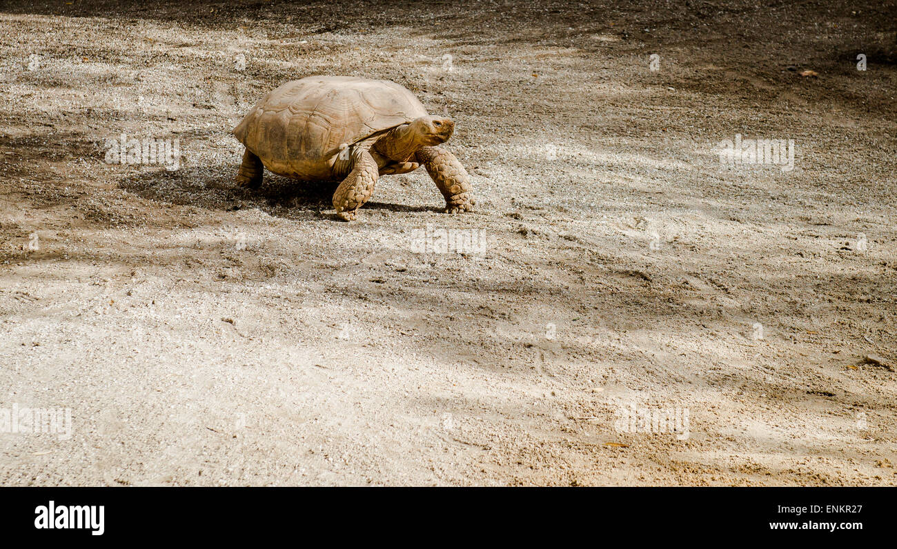 Tortoise movement hi-res stock photography and images - Alamy