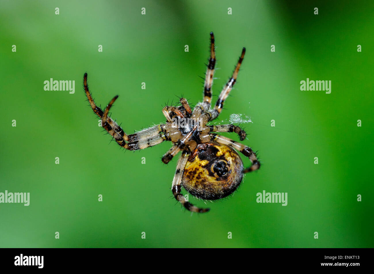 Araneus hi-res stock photography and images - Alamy