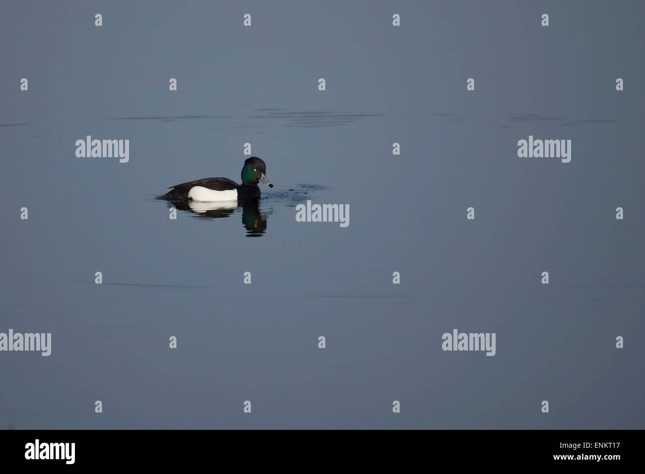 Floating tufted duck Stock Photo - Alamy