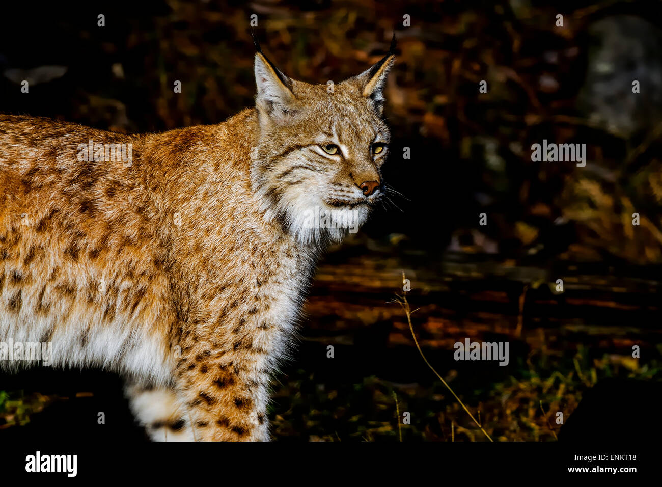 Fluffy lynx hi-res stock photography and images - Alamy