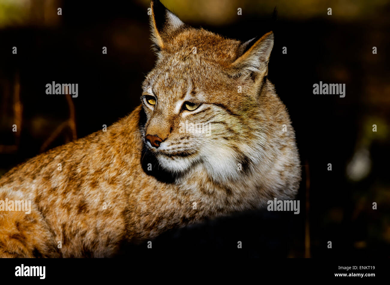 Lynx fur hi-res stock photography and images - Alamy