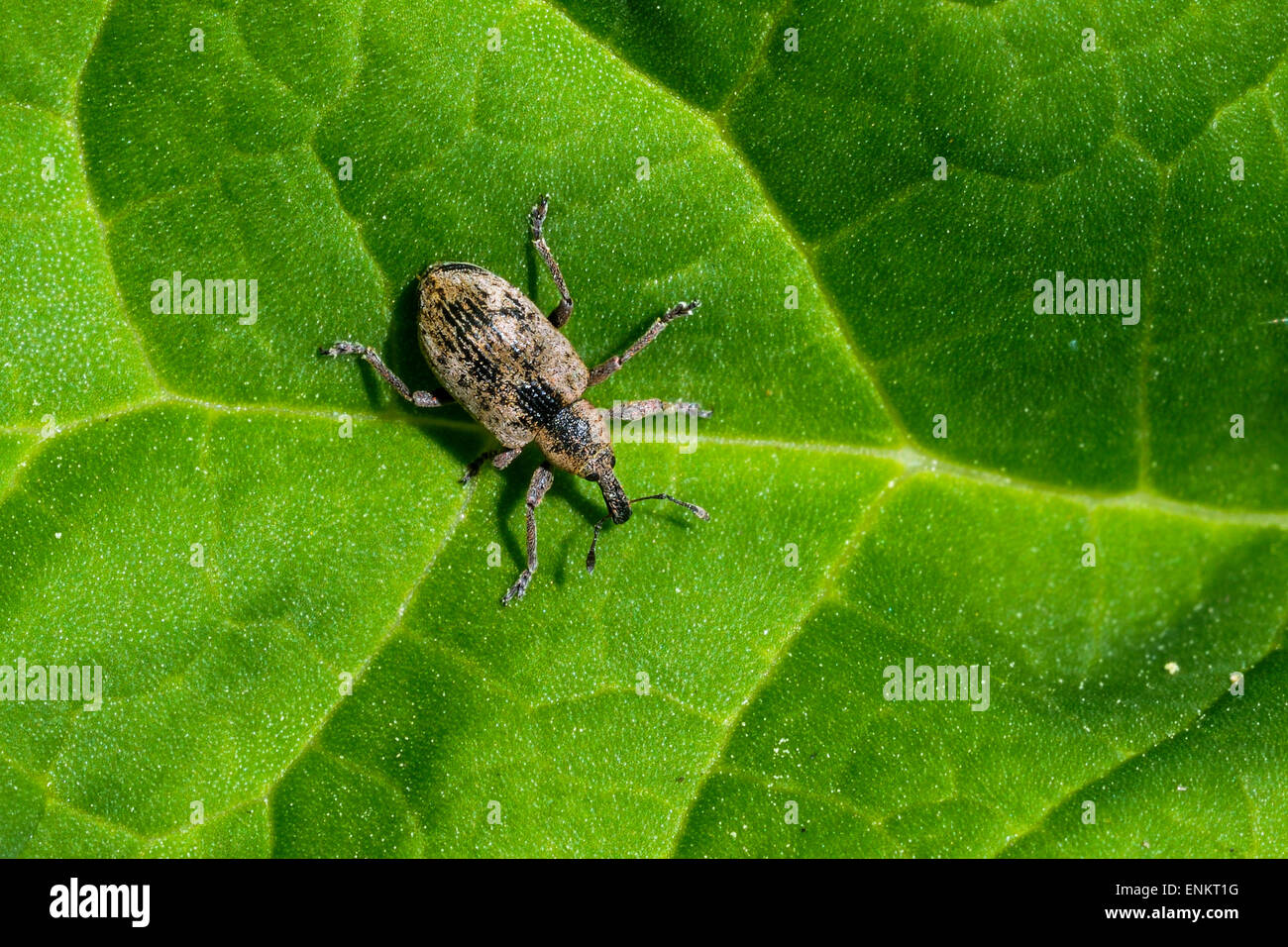 Hypera hi-res stock photography and images - Alamy