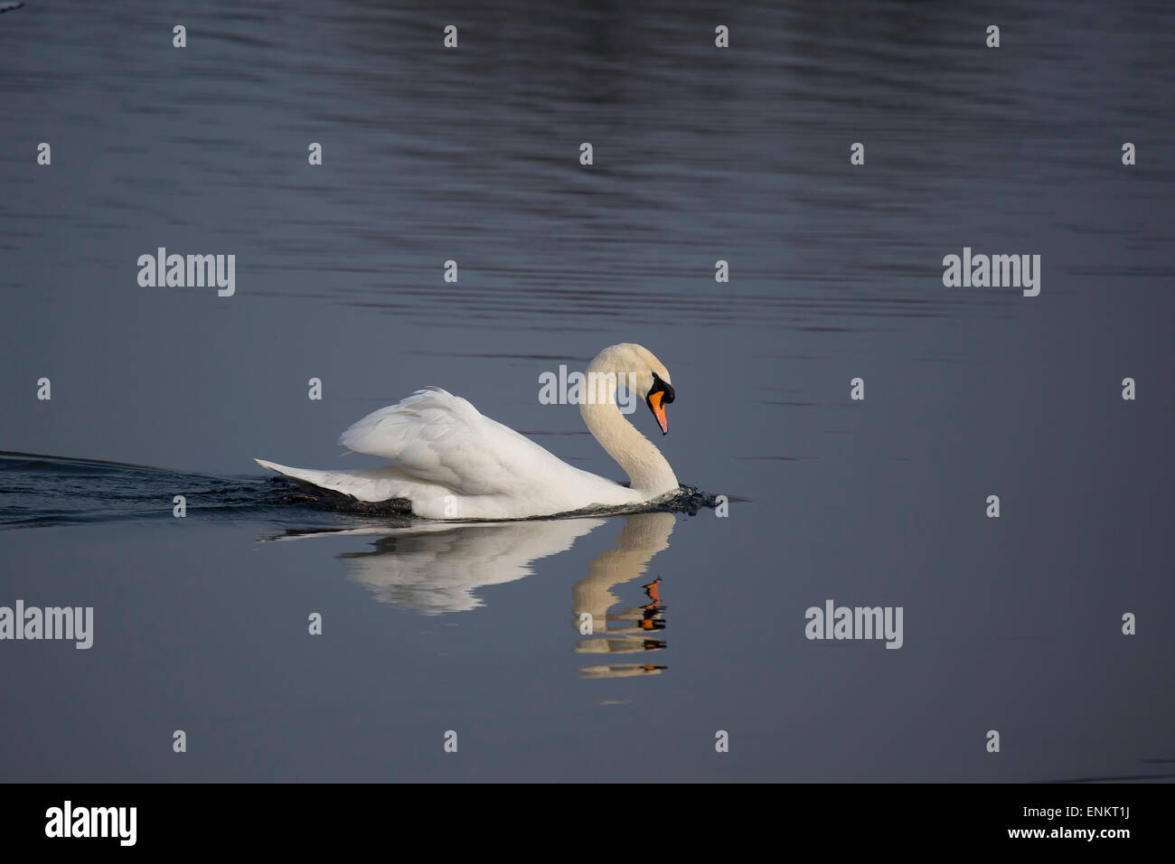 Swan paddling hi-res stock photography and images - Alamy