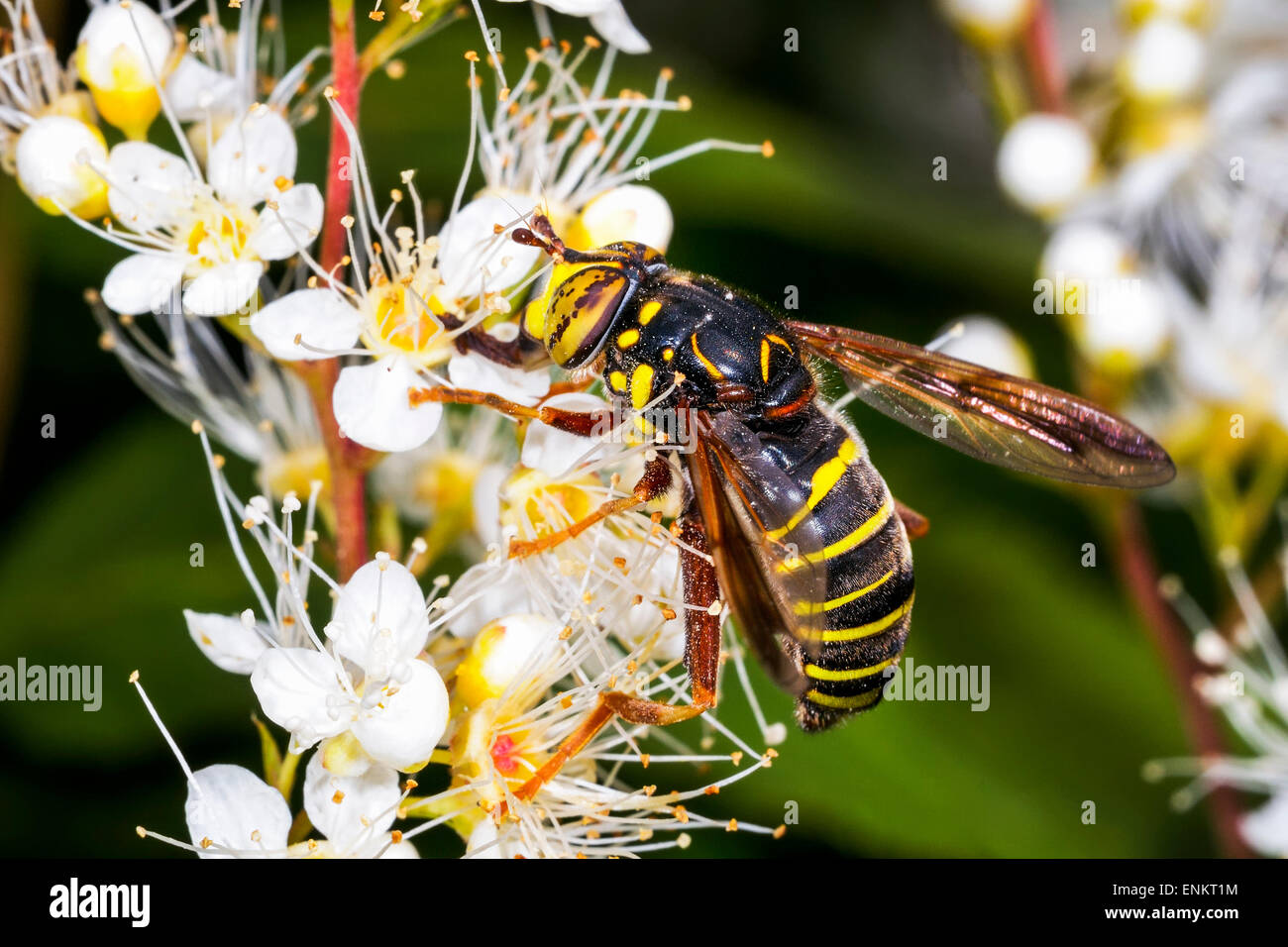 Spilomyia hi-res stock photography and images - Alamy
