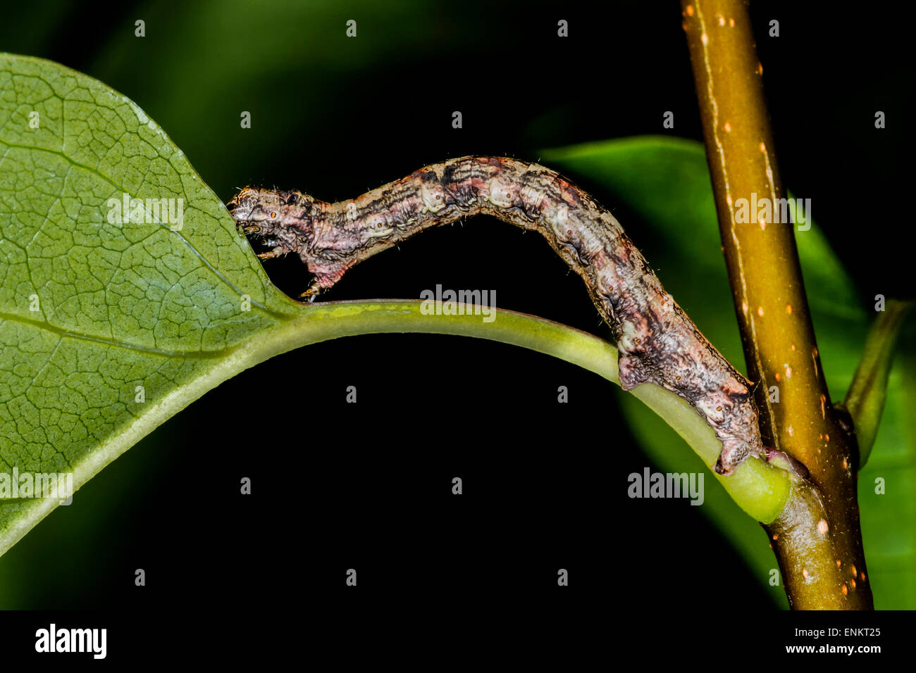 Engrailed ectropis crepuscularia hi-res stock photography and images ...