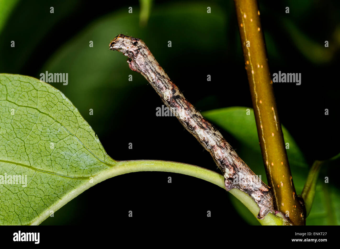 The engrailed moth caterpillar hi-res stock photography and images - Alamy