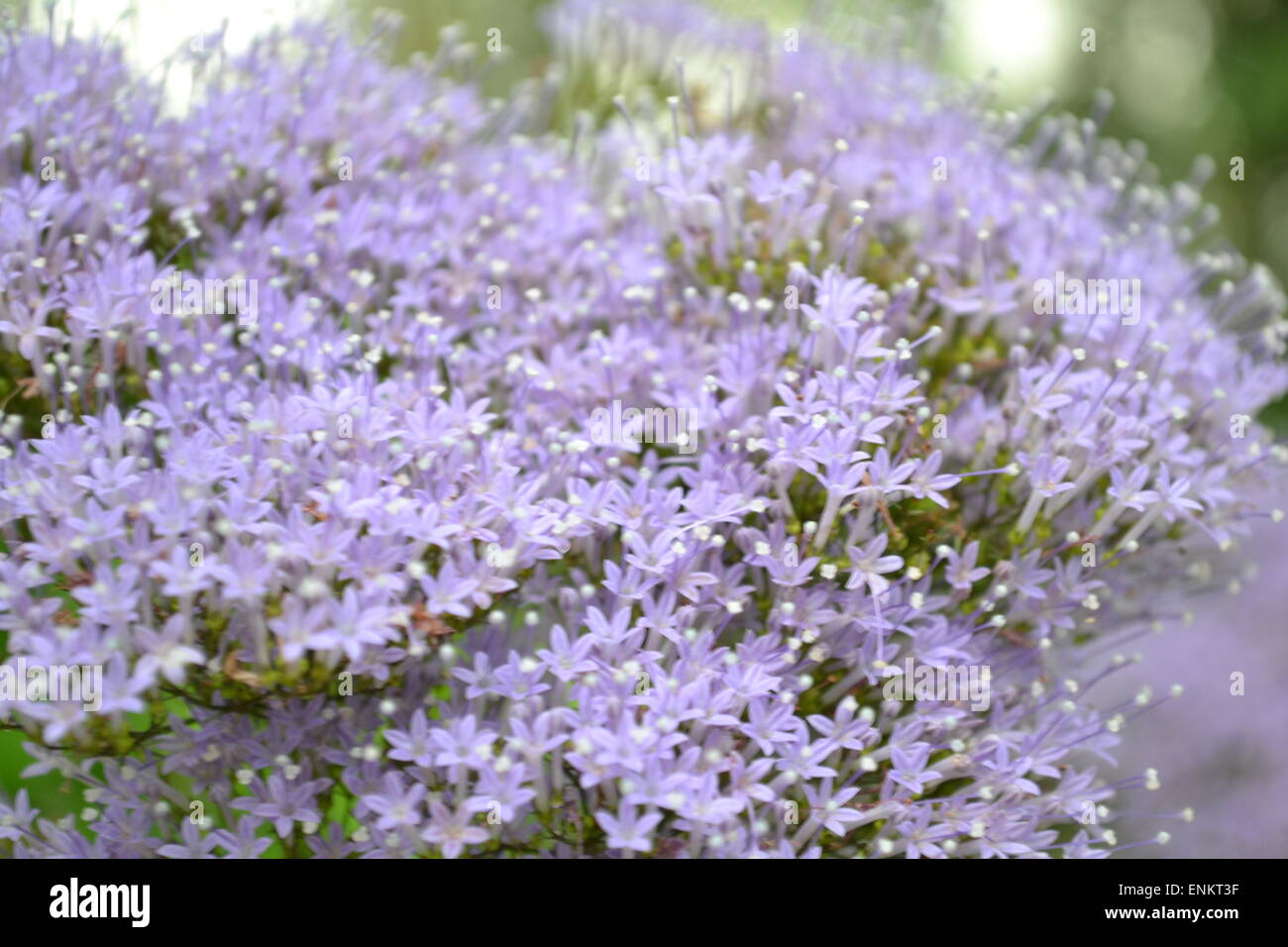 Violet tiny flowers hi-res stock photography and images - Alamy