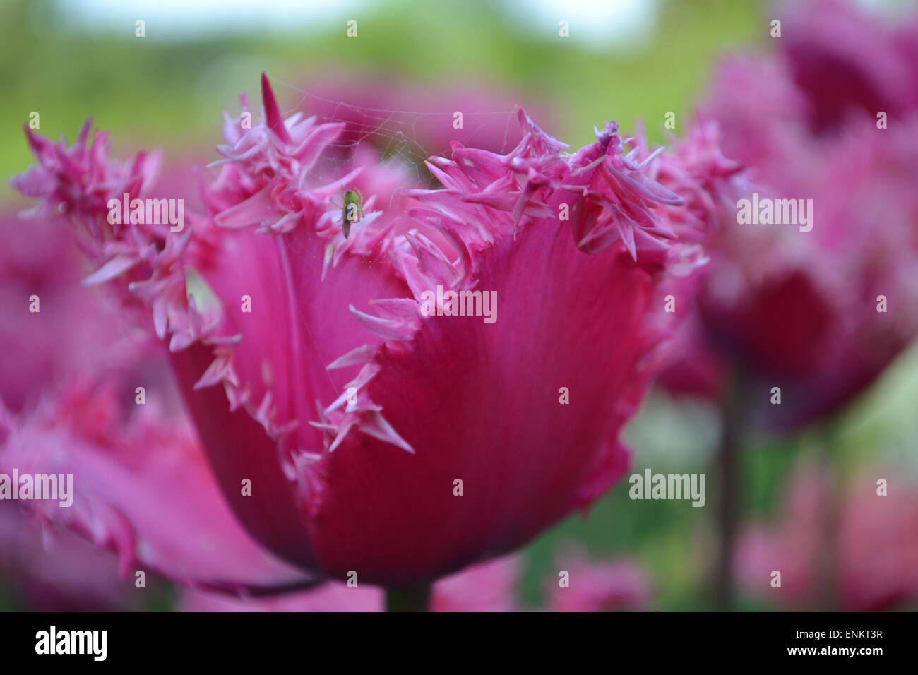 Spider on purple tulip Stock Photo - Alamy