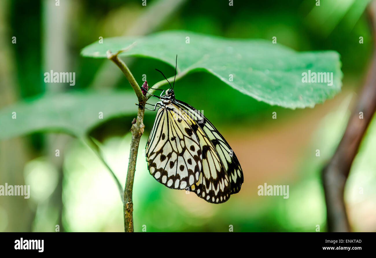 Tree Nymph butterfly Stock Photo - Alamy