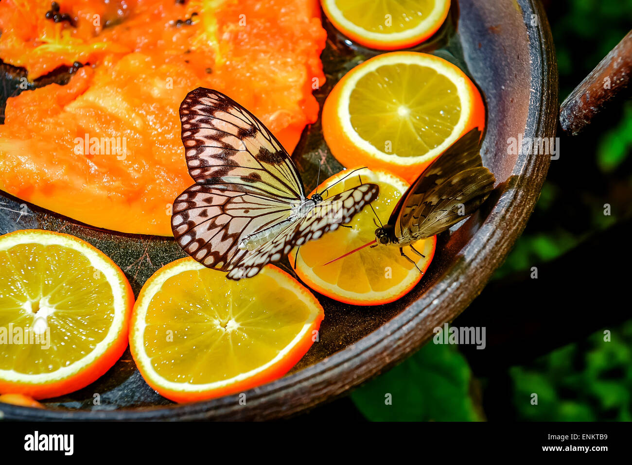 Tree Nymph butterfly Stock Photo - Alamy