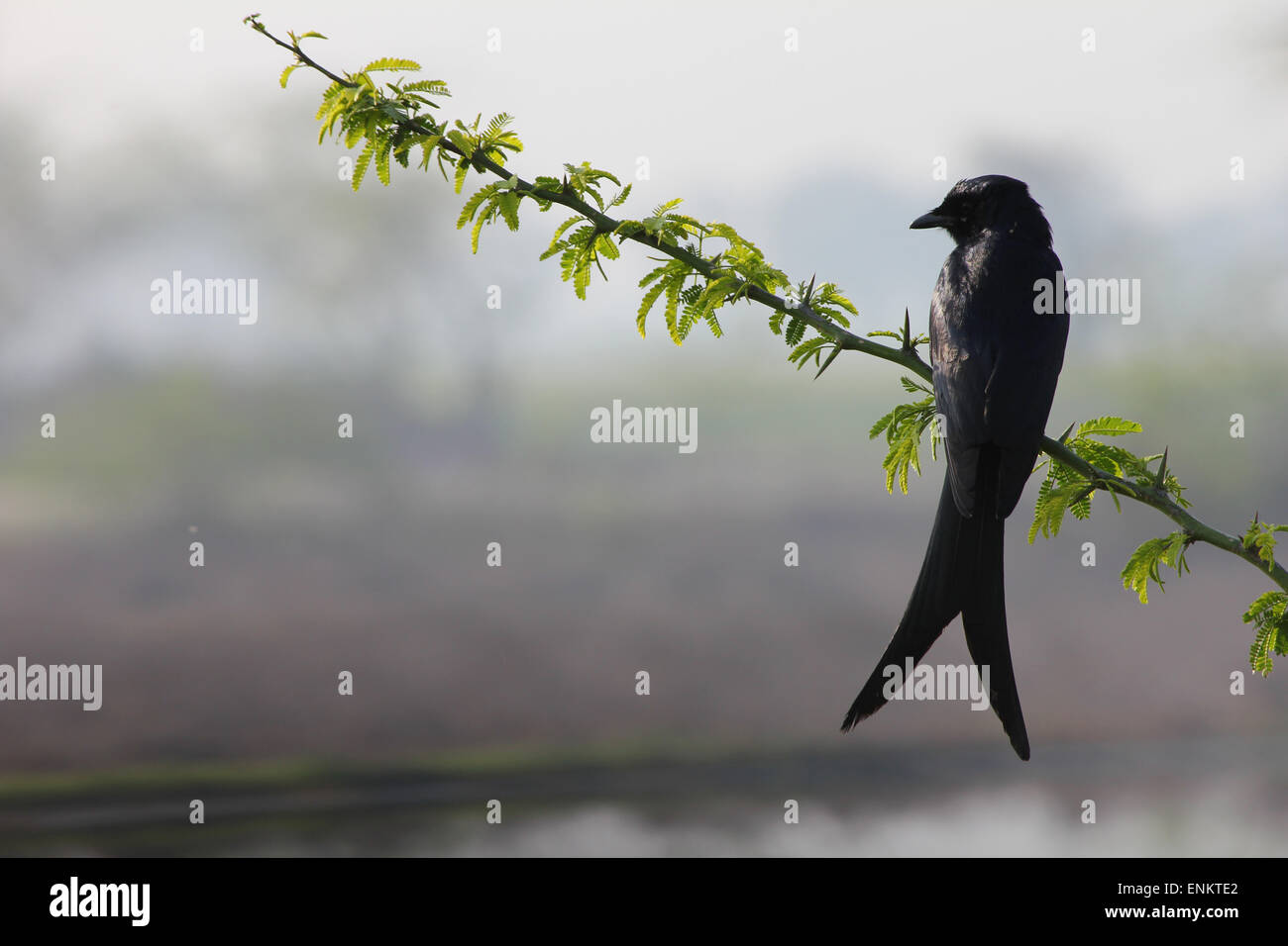 crow sitting on branch of tree Stock Photo - Alamy
