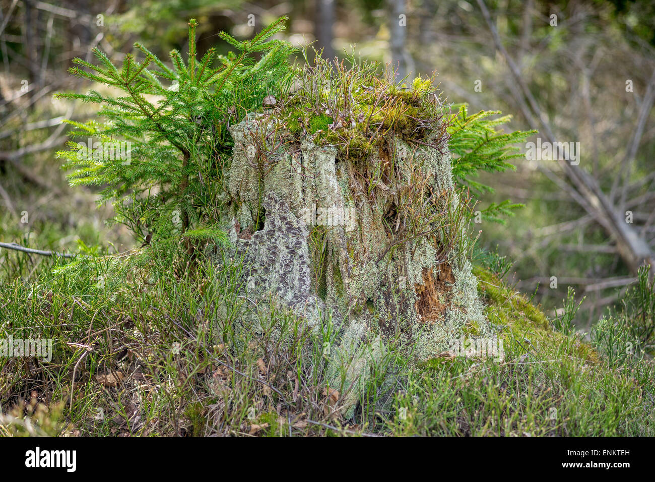 Old spruce tree hi-res stock photography and images - Alamy
