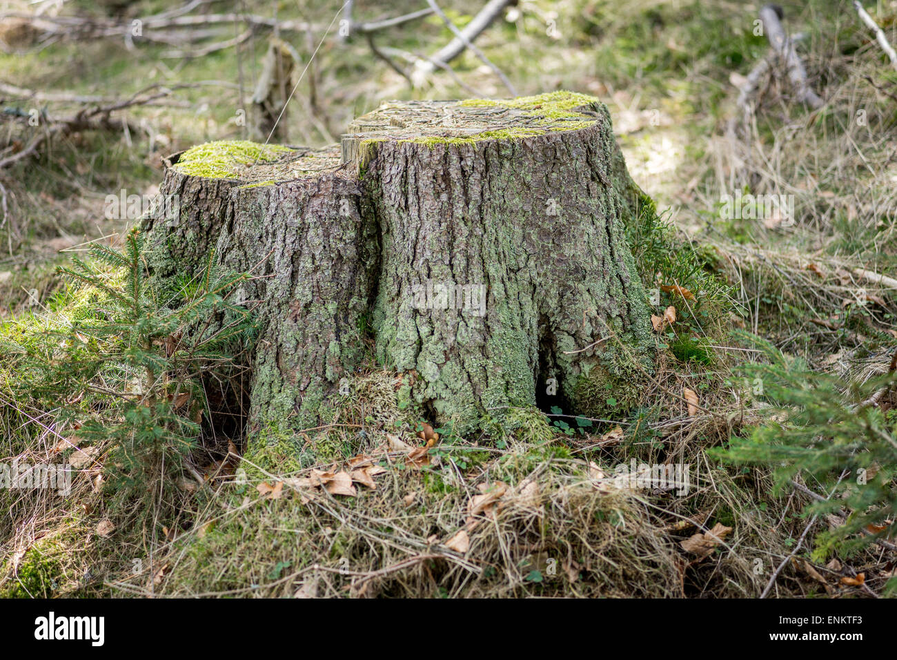 Old spruce tree hi-res stock photography and images - Alamy