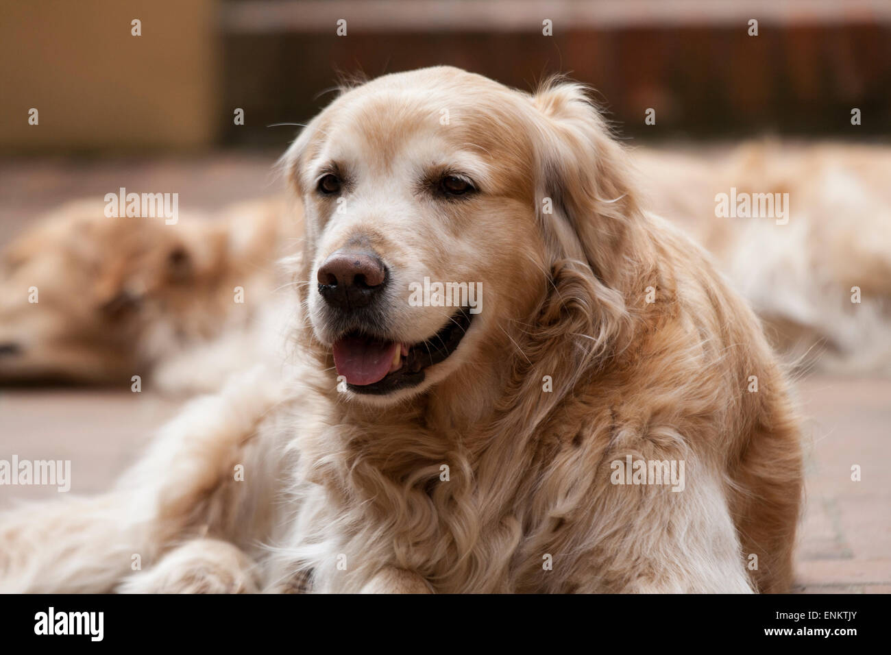 Golden retriever dog portrait hi-res stock photography and images - Alamy