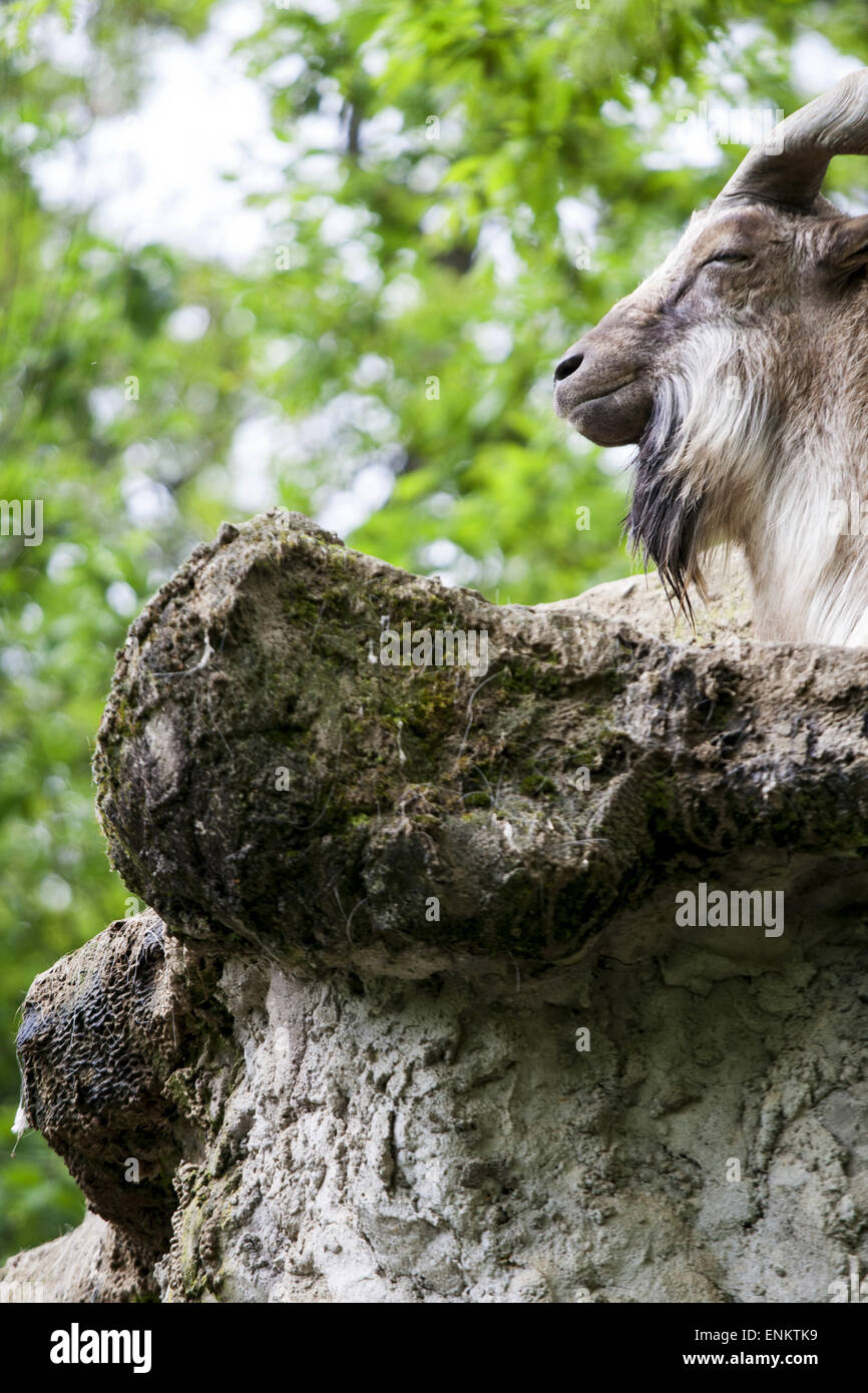 Markhor on mountain hi-res stock photography and images - Alamy