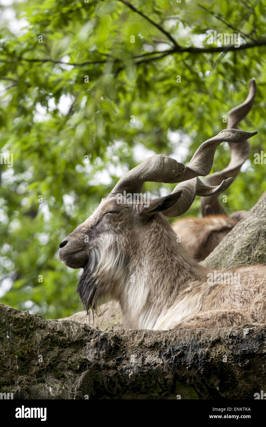 Markhor at rest hi-res stock photography and images - Alamy